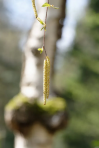 Itulazax® - ALK Allergivaccination